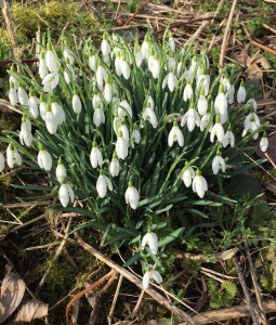 ‘The Snowdrop – A Bringer of Hope’ – Inspirational thoughts from ...