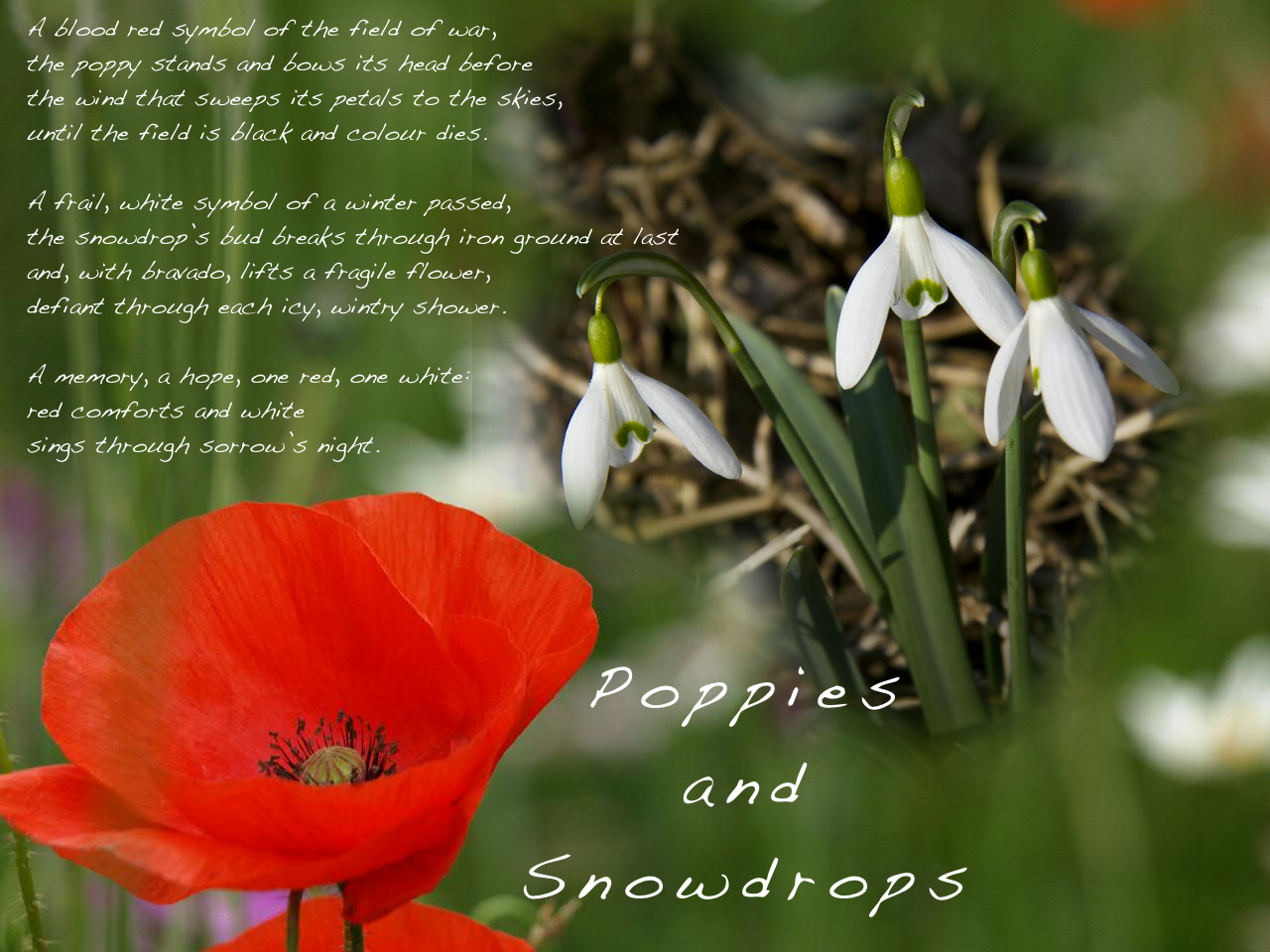 ‘The Snowdrop – A Bringer of Hope’ – Inspirational thoughts from ...